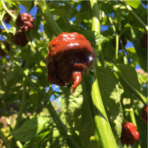 Chocolate 7 Pot Primo Pepper Live Plant | Tyler Farms