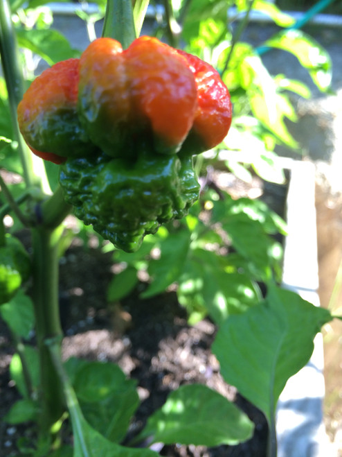 Red 7 Pot Brain Strain Pepper Live Plant | Tyler Farms