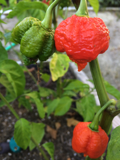Trinidad Moruga Scorpion Pepper Live Plant | Tyler Farms