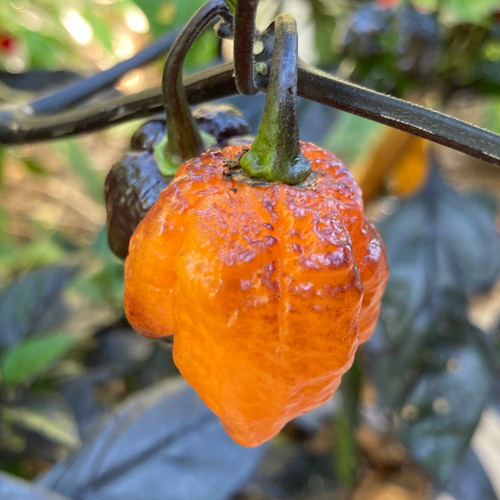 Live Pepper Plants | Tyler Farms