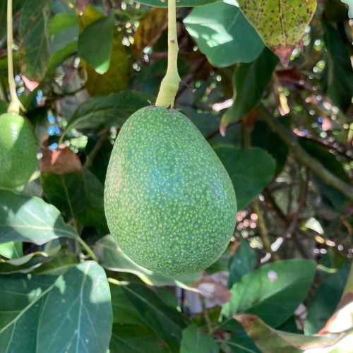Bacon Avocado Seeds | Tyler Farms