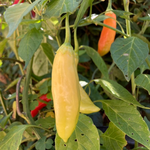 Italian Wax Pepper Seeds | Tyler Farms