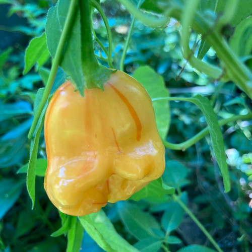 Zebrange Pepper Seeds | Tyler Farms