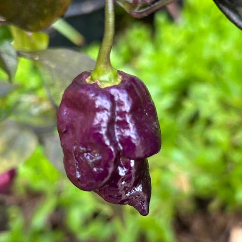 Purple Jellyfish Pepper Seeds | Tyler Farms