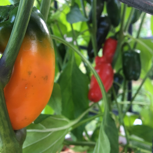 Mini Sweet Pepper Seeds | Tyler Farms
