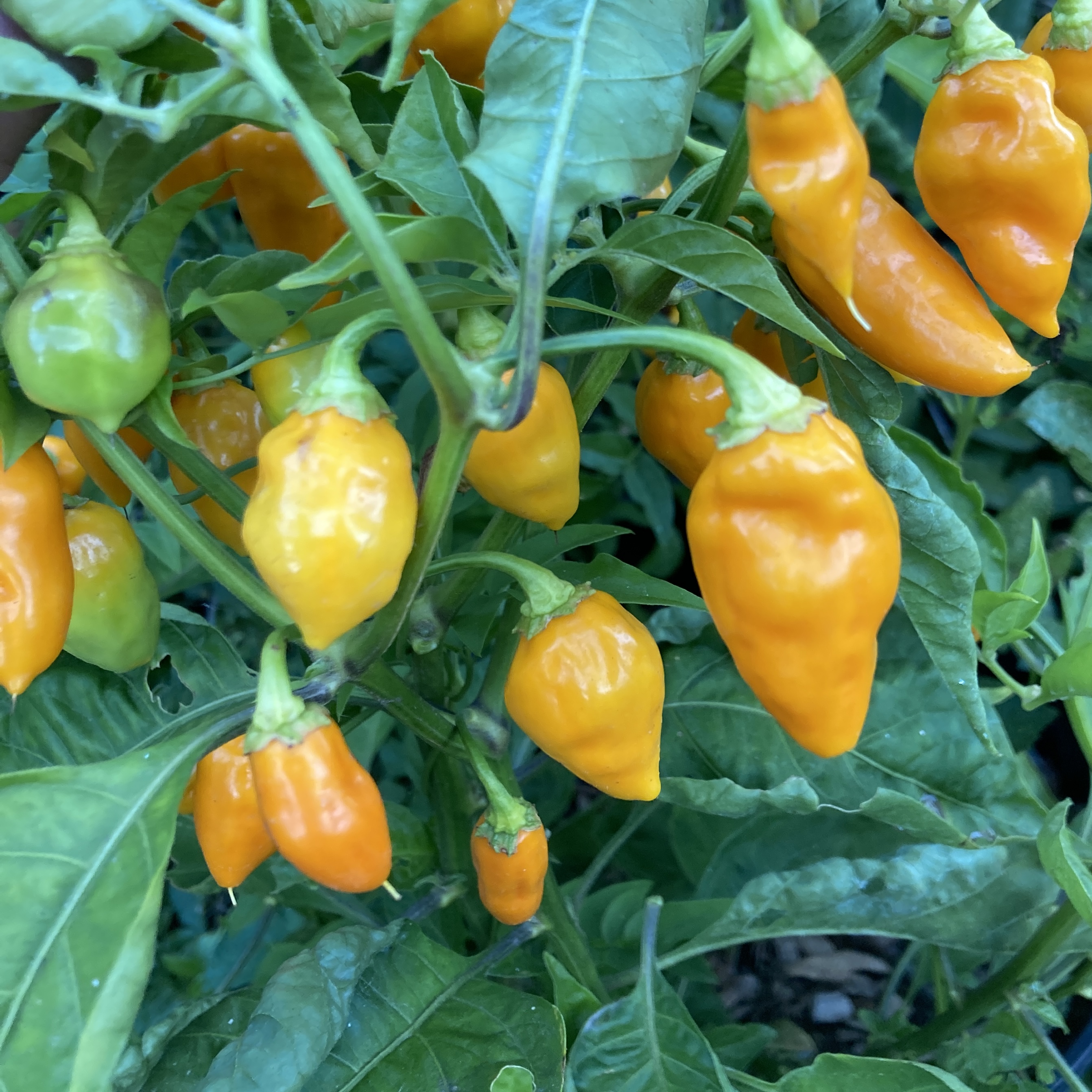 Tyler Farms | Exotic Pepper Seeds, Tropical Fruit Seeds and Live Plants
