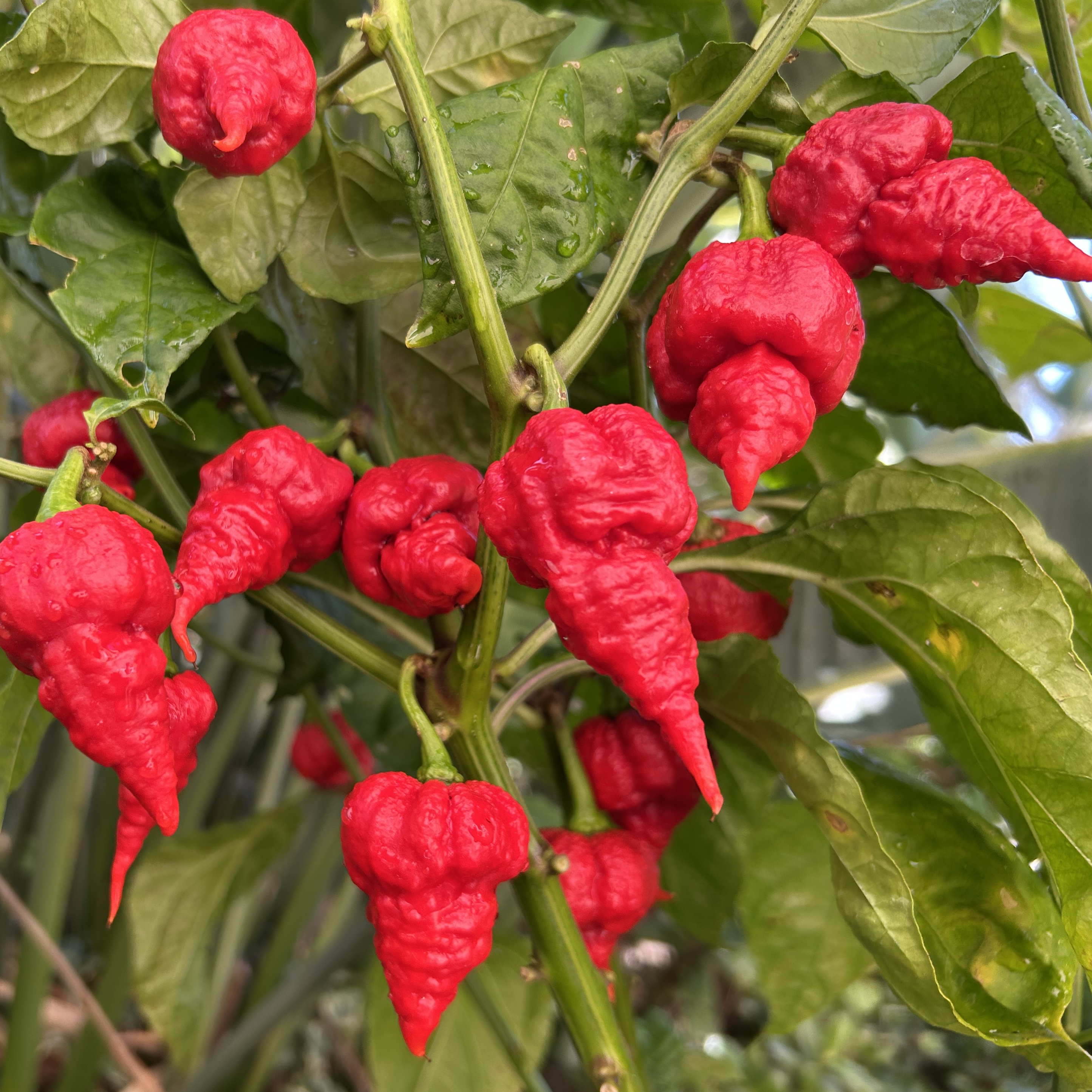 Tyler Farms | Exotic Pepper Seeds, Tropical Fruit Seeds and Live Plants