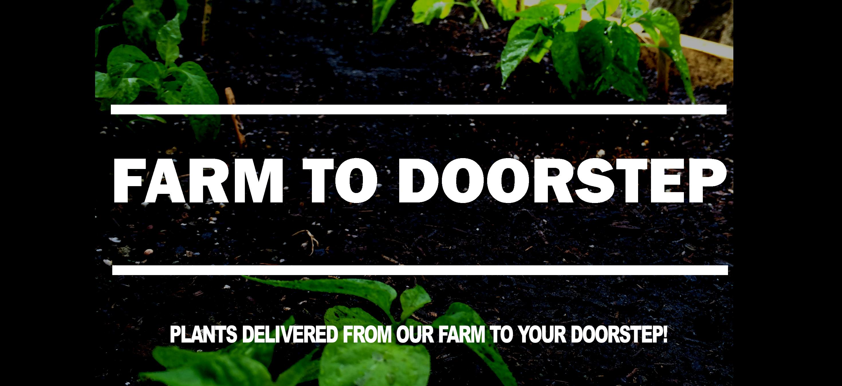 Pepper Plants & Tropical Fruit Trees | Tyler Farms