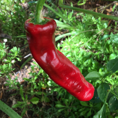 Charleston Pepper Seeds | Tyler Farms