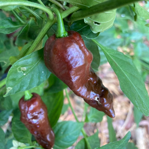 Chocolate Devil s Tongue Pepper Seeds Tyler Farms