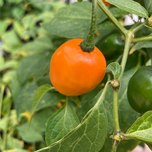 Orange Manzano Pepper Seeds | Tyler Farms