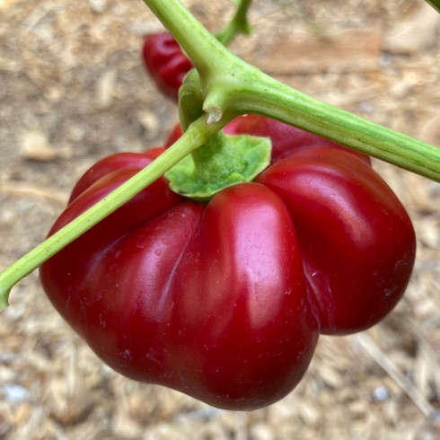 Ruffled Pimento Pepper Seeds | Tyler Farms