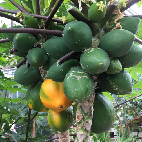 when do papaya trees fruit
