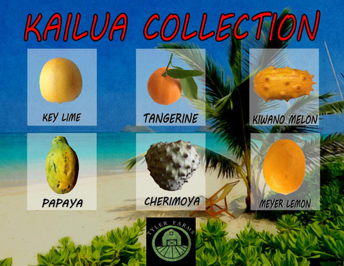 Kailua Tropical Fruit Seed Collection | Tyler Farms