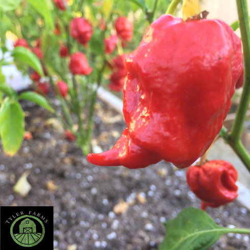 Trinidad Scorpion Pepper Live Plant | Tyler Farms