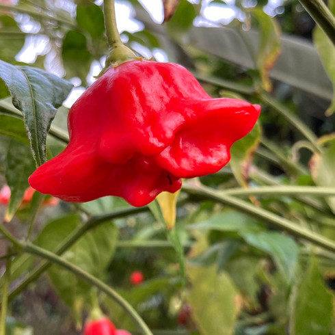 Bishop's Crown Pepper Live Plant | Tyler Farms