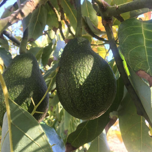 Fuerte Avocado Tree | Tyler Farms