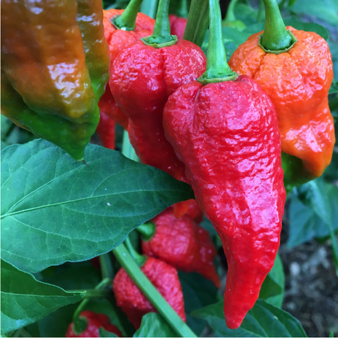 King Naga Pepper Seeds | Tyler Farms
