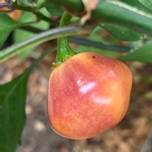 Sunset Peach CGN 21500 Pepper Seeds | Tyler Farms