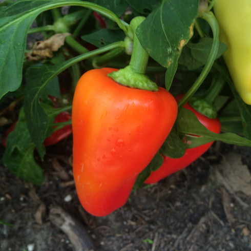 Santa Fe Grande Pepper Live Plant | Tyler Farms