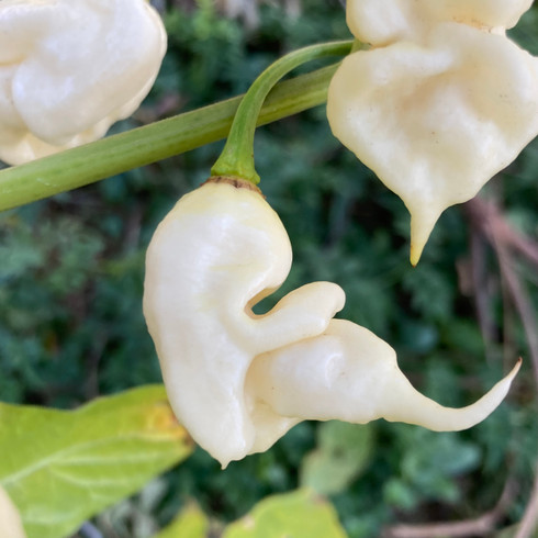 Jay's White Ghost Scorpion Pepper Seeds | Tyler Farms