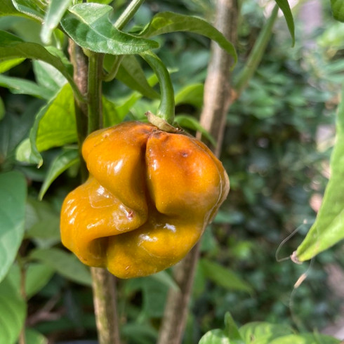 Gold 7 Pot Pepper Seeds | Tyler Farms