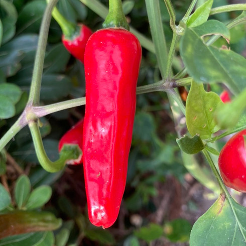 Torpedo Pepper Seeds | Tyler Farms
