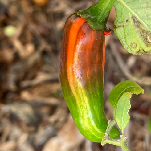 Candy Cane Pepper Seeds | Tyler Farms