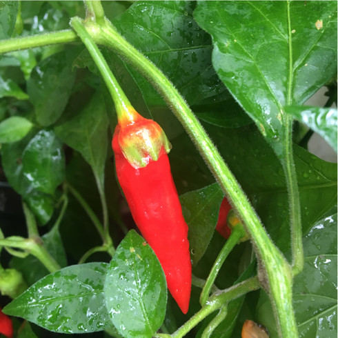 Aji Ethiopian Fire Pepper Live Plant | Tyler Farms