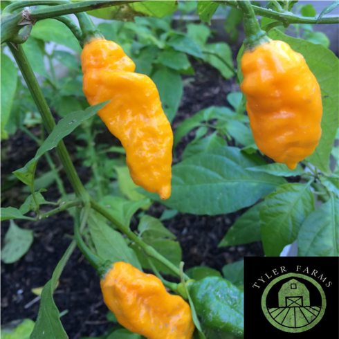 Yellow Fatalii Pepper Live Plant | Tyler Farms