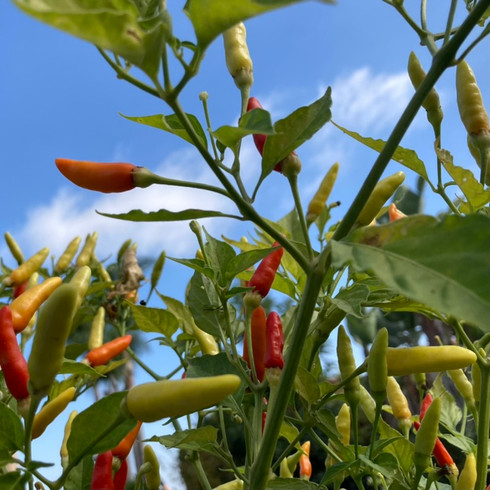 Tabasco Pepper Live Plant | Tyler Farms