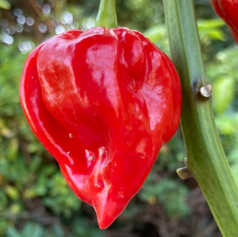 Red 7 Pot Scorpion Pepper Live Plant | Tyler Farms