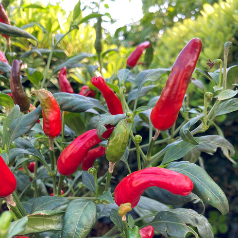Santaka Pepper Live Plant | Tyler Farms
