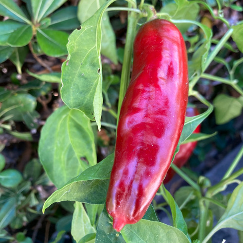 Aleppo Pepper Seeds | Tyler Farms