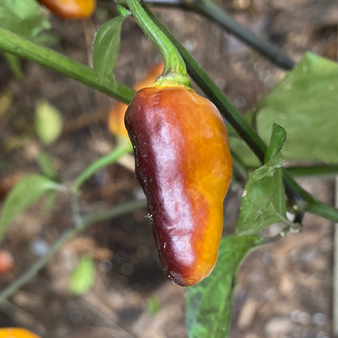 Puma Seeds | Tyler Farms