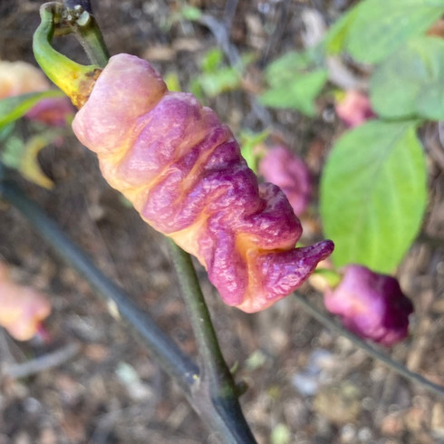 Jay's Purple Ghost Scorpion Pepper Seeds | Tyler Farms