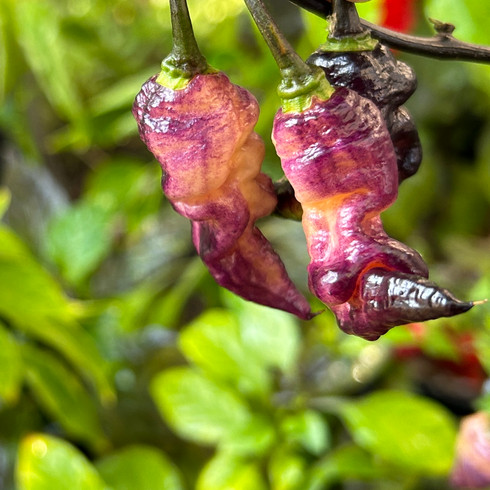 Thor's Thunderbolt Pepper Seeds | Tyler Farms