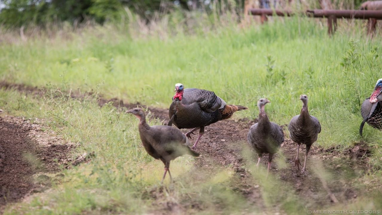 Kicking Turkey Season Off with a Spring Break Trip - Natural Gear