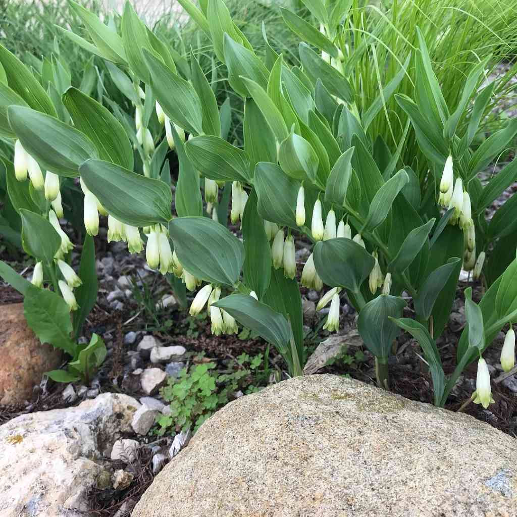 Perennials for full shade - Page 2