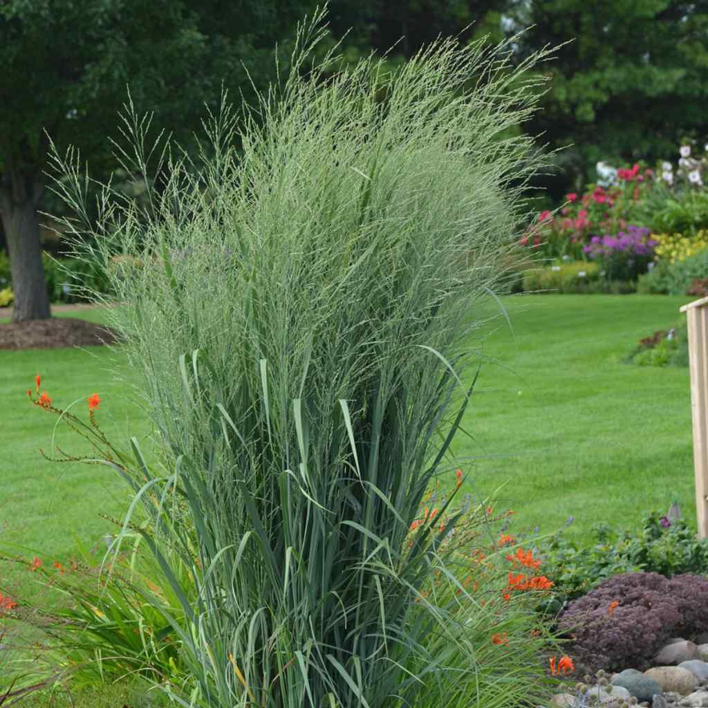 Native grasses and their cultivars