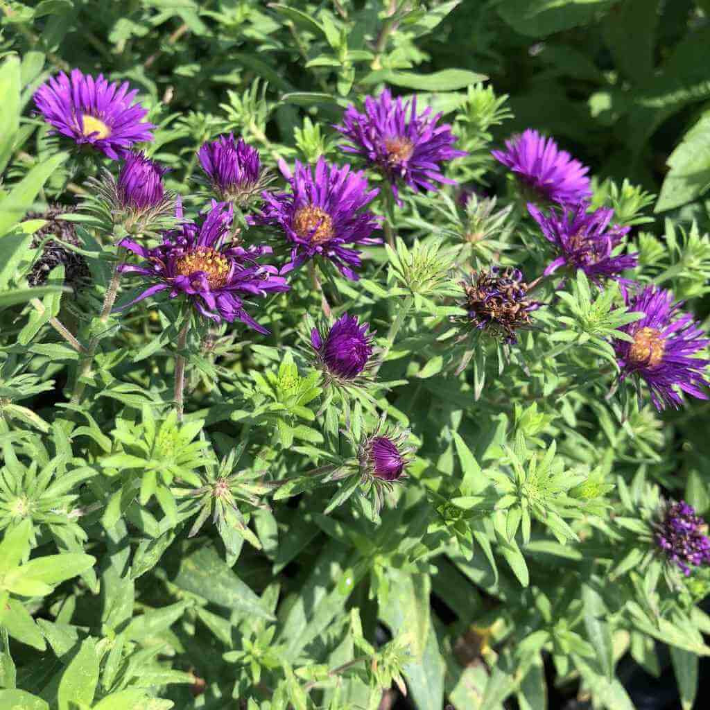 New England Aster 'Purple Dome' - Aster novae-angliae 'Purple Dome'