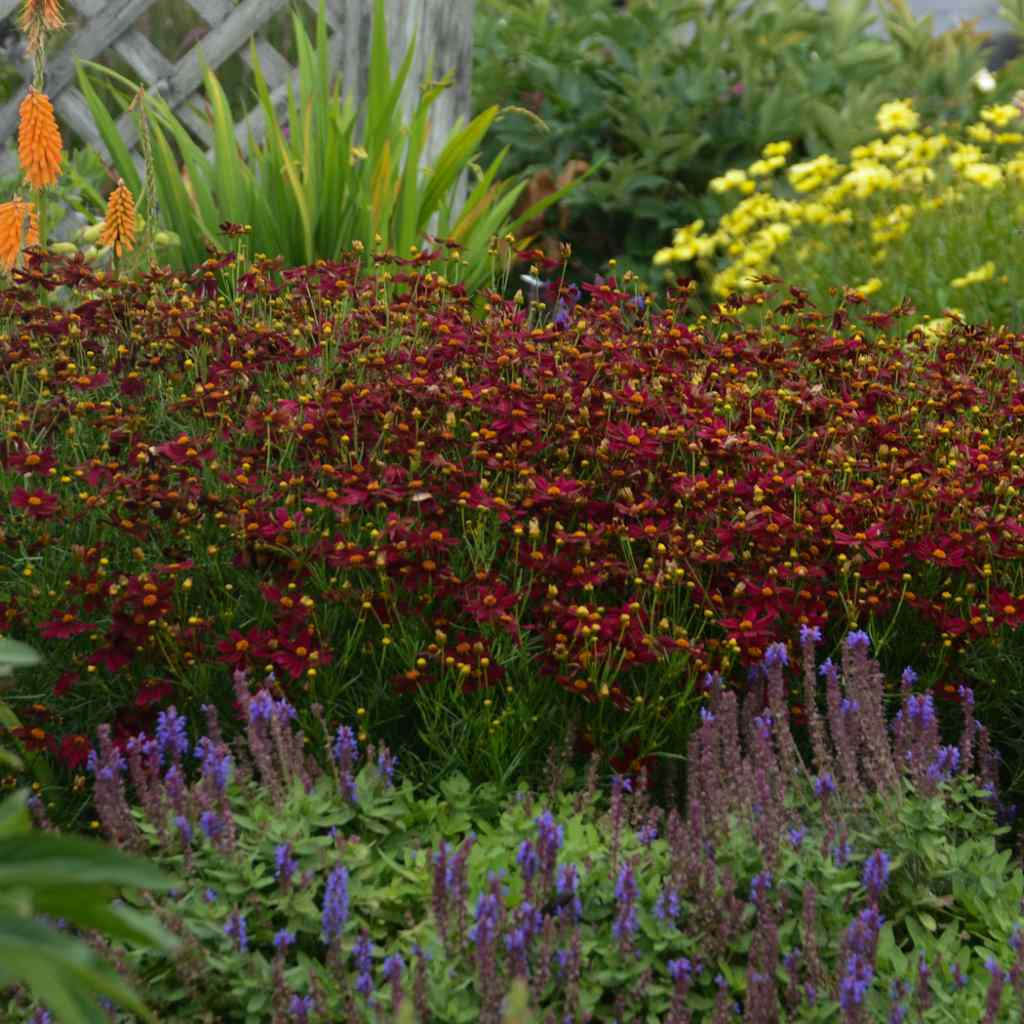 Tickseed 'Red Satin' - Coreopsis 'Red Satin'
