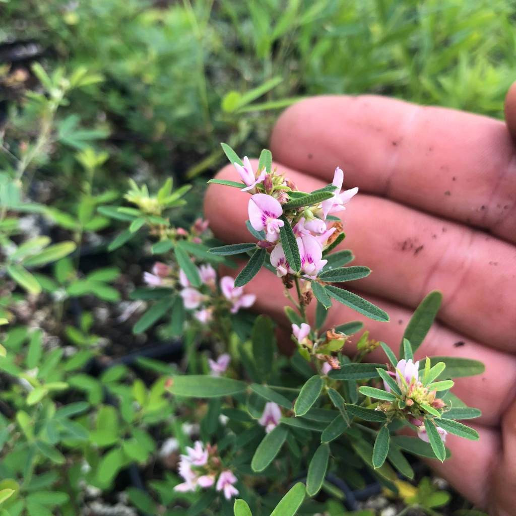 Slender Bush Clover - Virginia Bush Clover - Bush Clover - Lespedeza ...