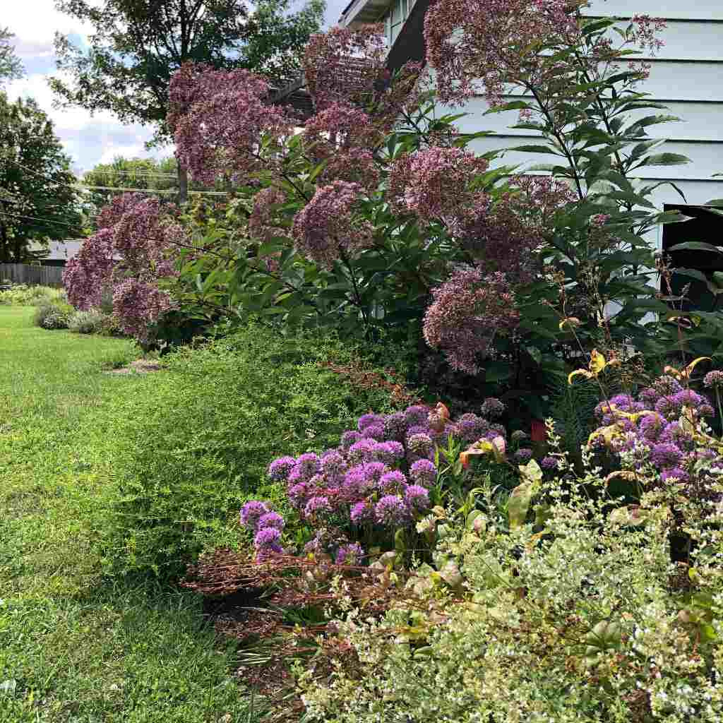 White Snakeroot 'Chocolate' - Ageratina altissima (Eupatorium rugosum ...
