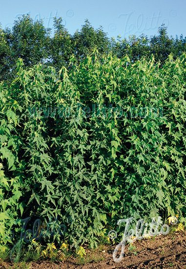 Sida hermaphrodita - VIRGINIA MALLOW - US PERENNIALS