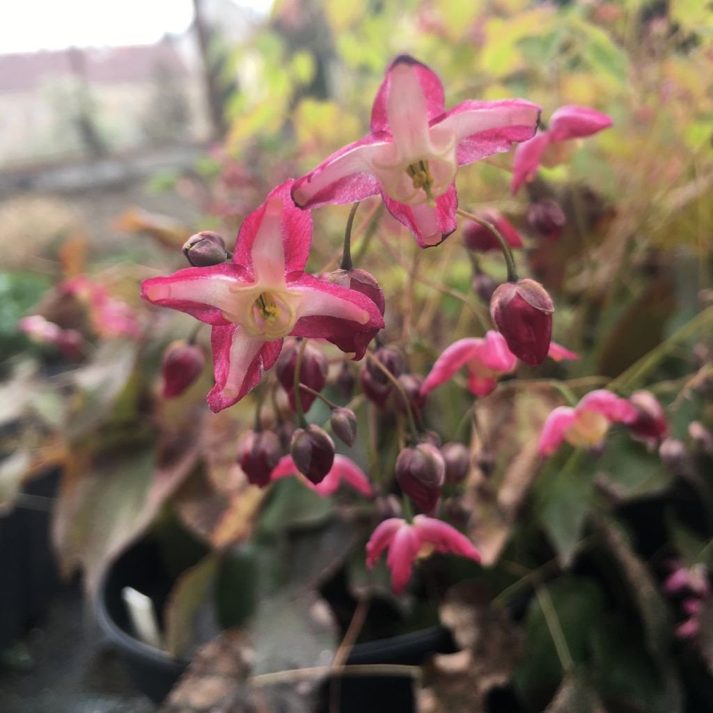Epimedium Rubrum