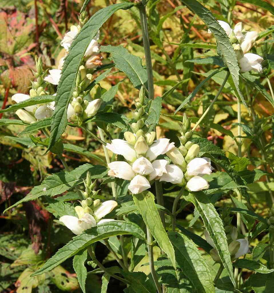 White Turtlehead 'Black Ace' - Chelone glabra 'Black Ace'