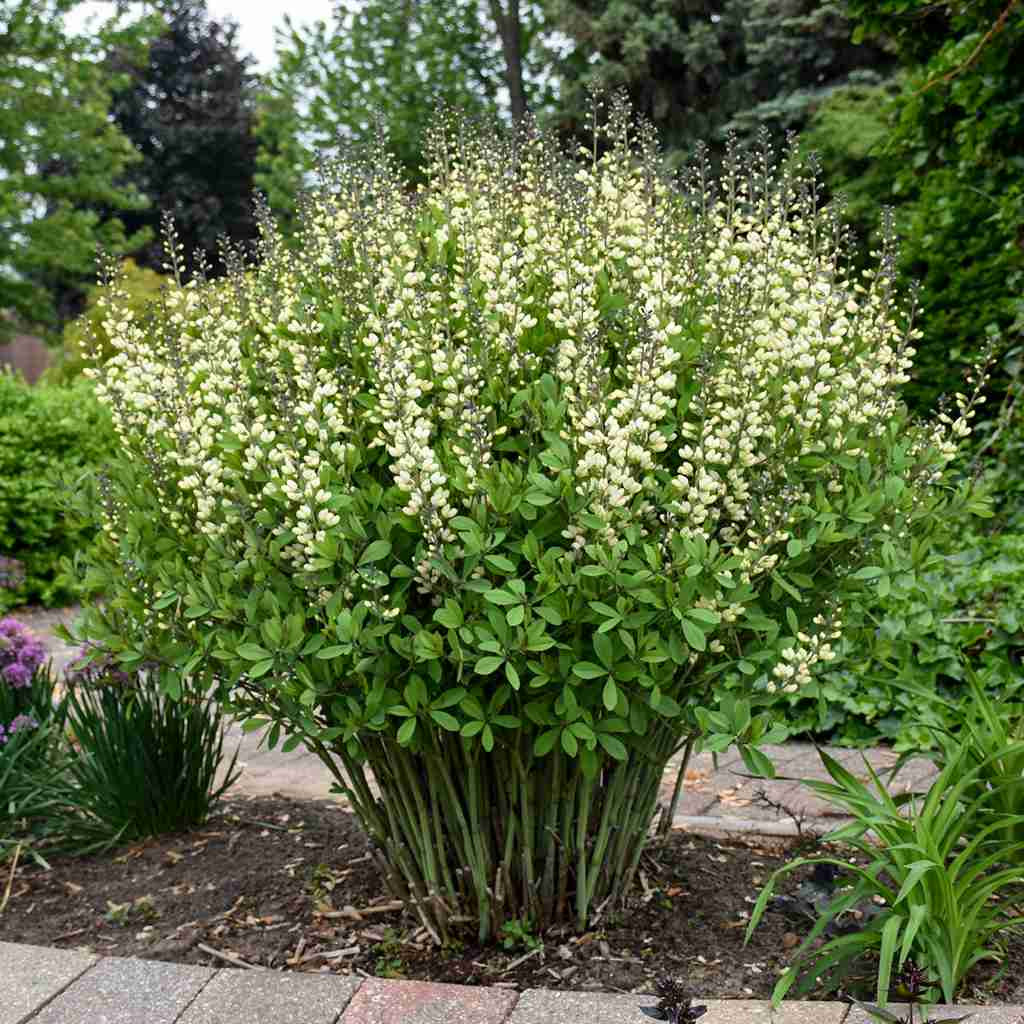 False Indigo 'Vanilla Cream' - Baptisia 'Vanilla Cream'