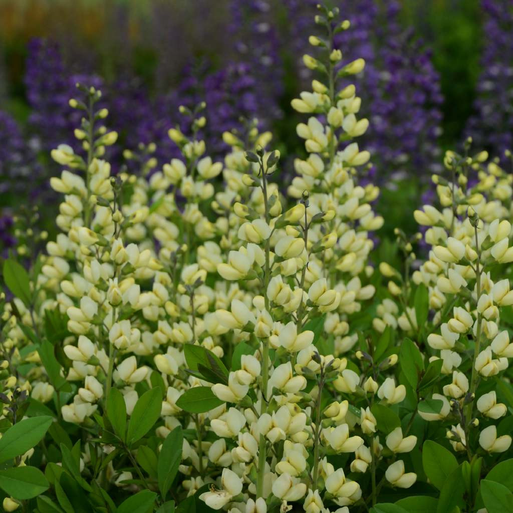 False Indigo 'Vanilla Cream' - Baptisia 'Vanilla Cream'