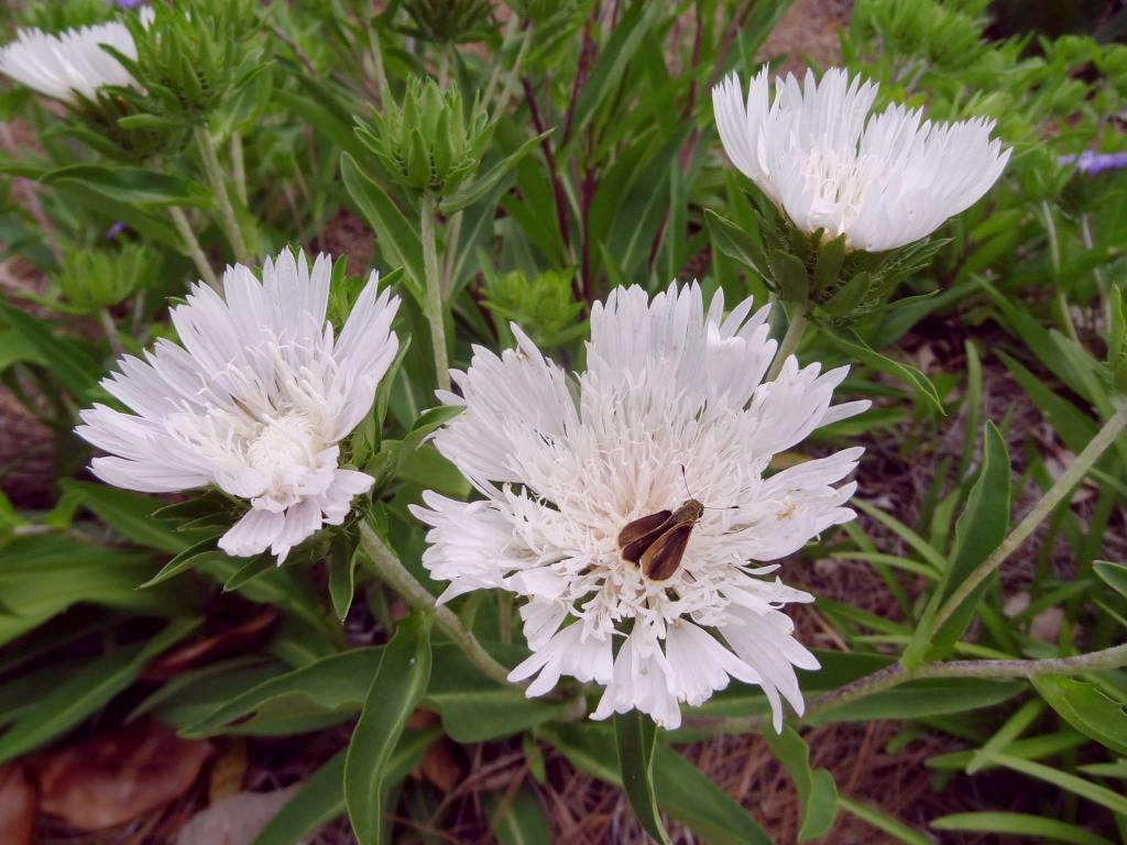 Stoke's Aster 'Traumerie' - Stokesia laevis f. alba 'Traumerei'